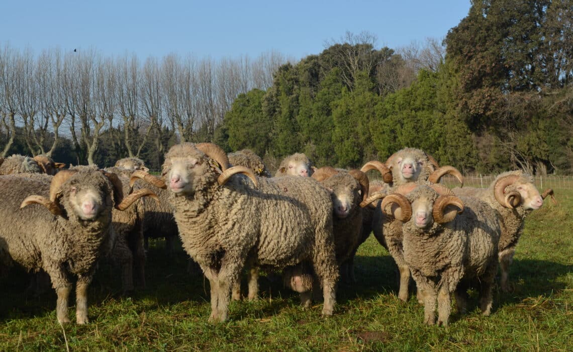 Mérinos d’Arles : le retour de la laine… - Bleu Tomate le mag